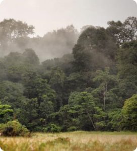Eco Lam – Nature Panels