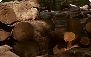 Nature Panels – Nature Panels